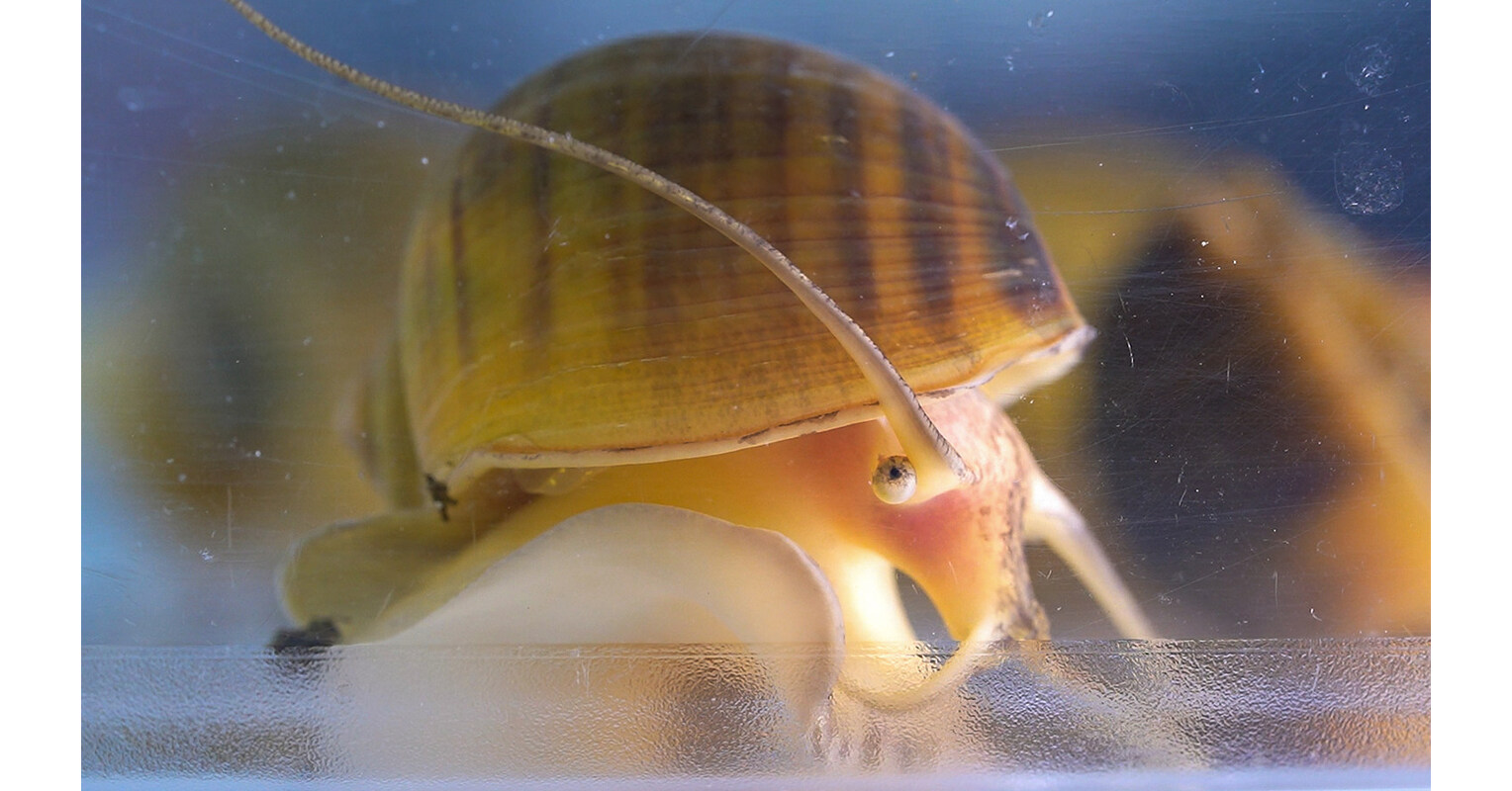 Seeing with fresh eyes: Stowers Scientists establish snails as a system ...