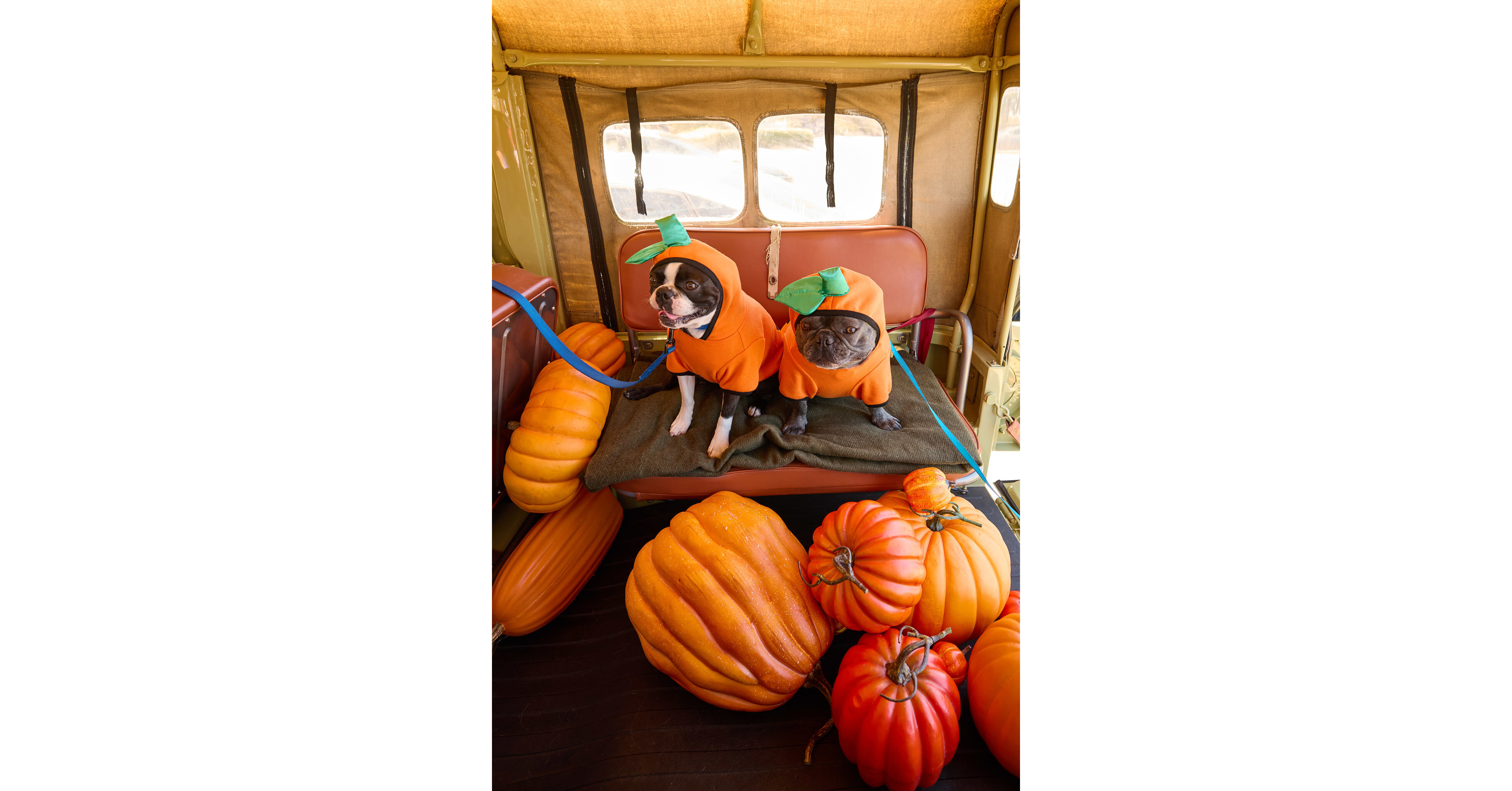 Petco Unleashes Scary Good Fun with 400+ Exclusive Halloween and Fall ...