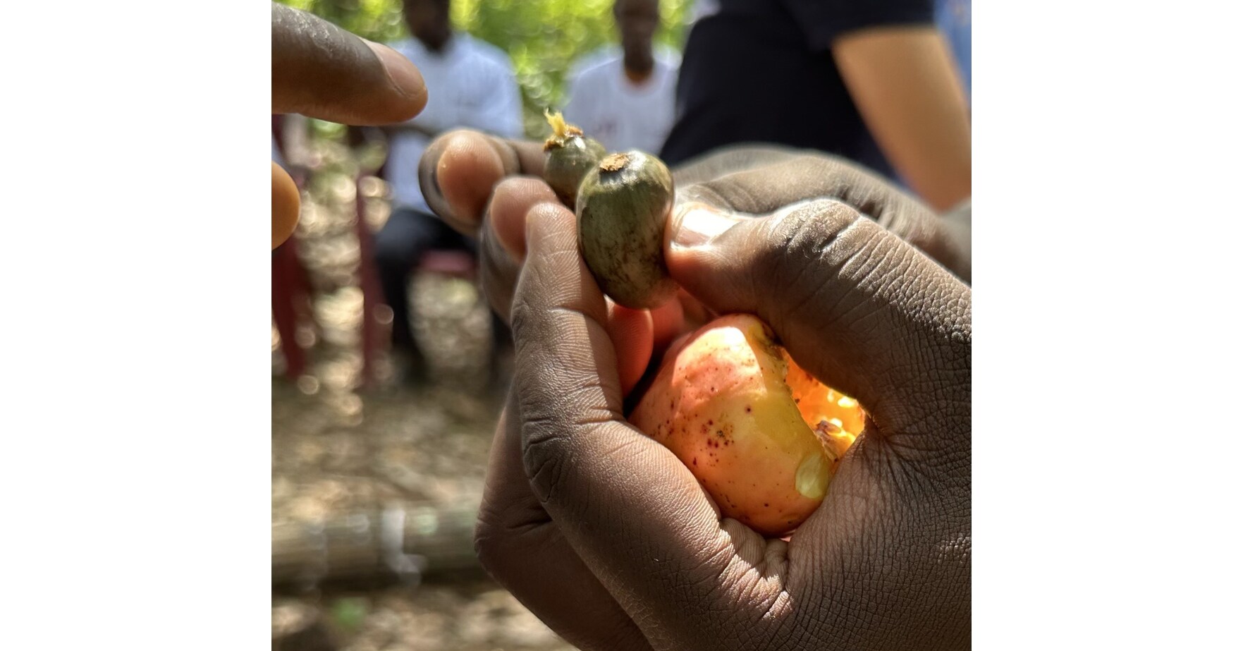 Forager Project Launches The Cashew Project: A First-of-Its-Kind Multi ...