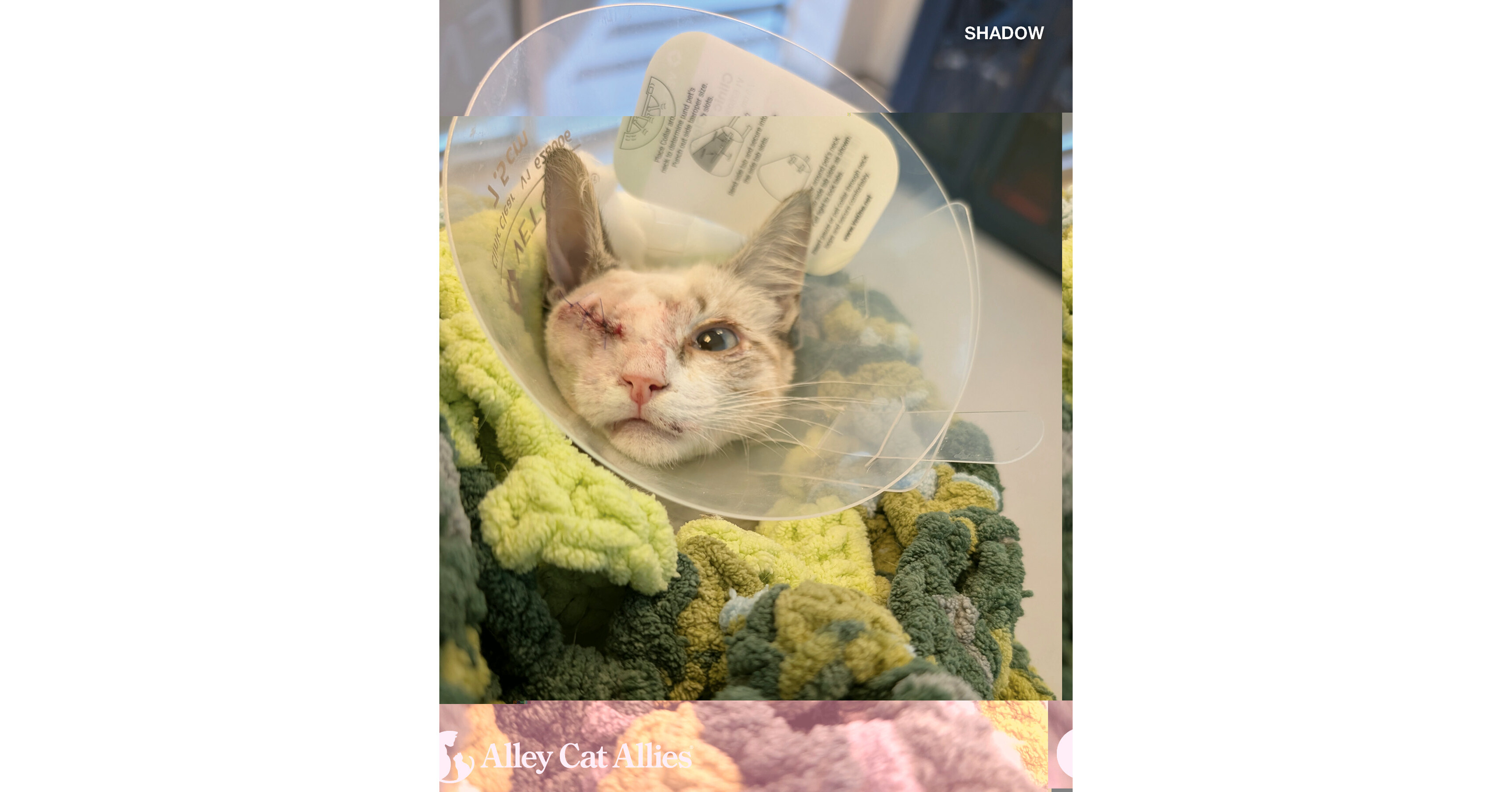 Alley Cat Allies Offers $10,000 Reward for Information on a Kitten Shot ...