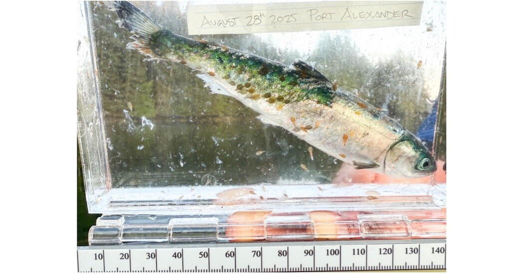 'Namgis First Nation: New Evidence of Sea Lice on Salmon Unacceptable