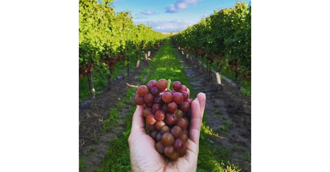 NIAGARA GRAPE & WINE FESTIVAL OFFERS A SEPTEMBER OF CANADIAN WINE, FOOD ...