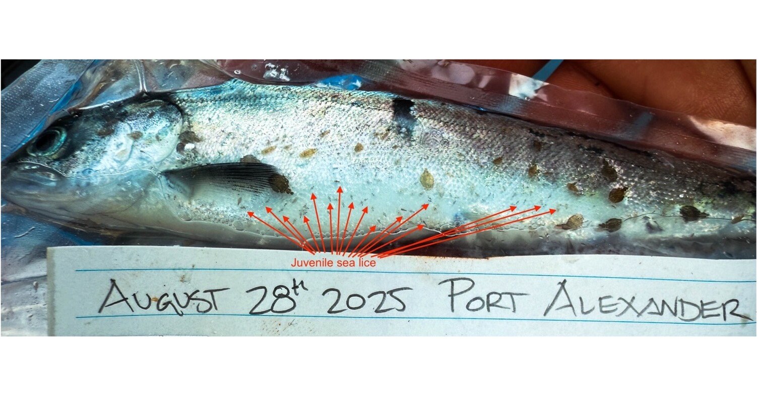 'Namgis First Nation: New Evidence of Sea Lice on Salmon Unacceptable