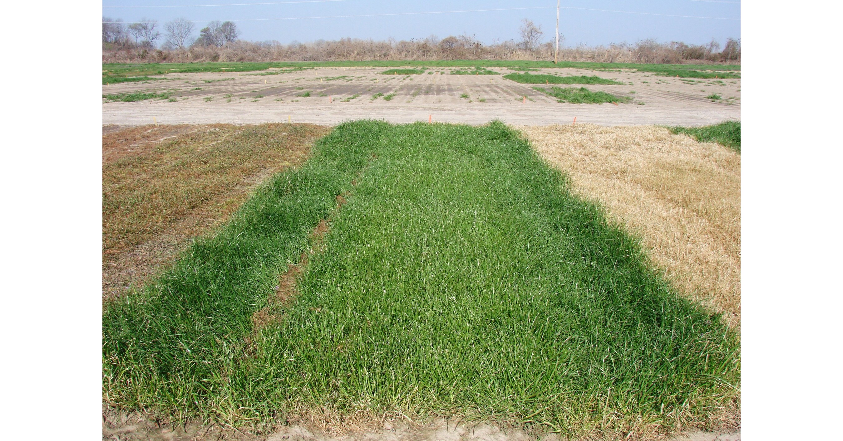Fall-applied Residuals Repel Resistant Italian Ryegrass