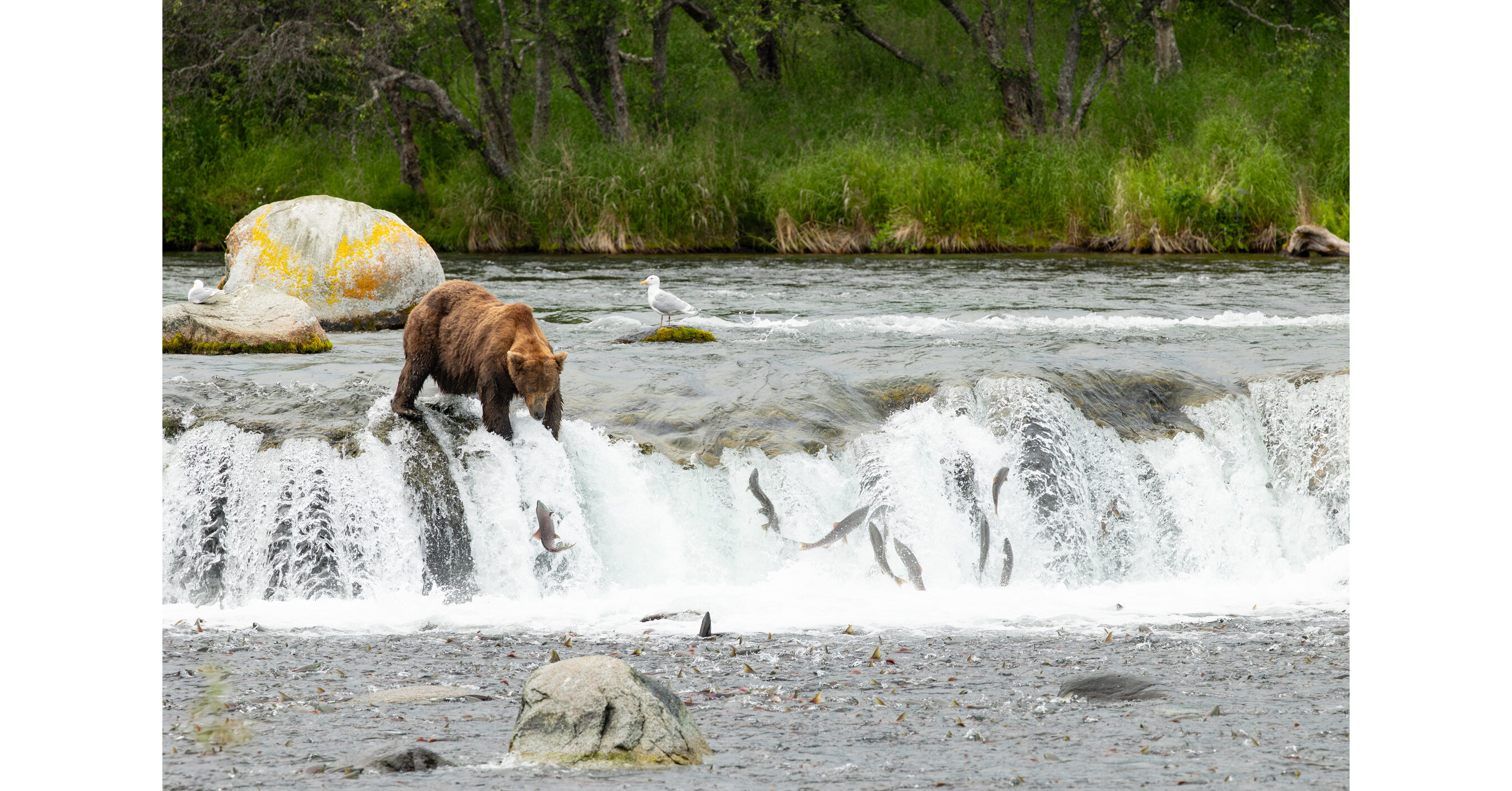 FAT BEAR WEEK 2025 MARKS 11 YEARS OF WILDLIFE CONSERVATION