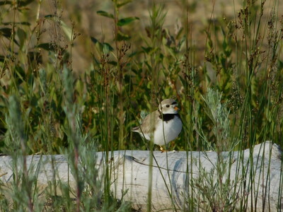 Piping Plovers are a Symbol of the Challenges and Triumphs of ...
