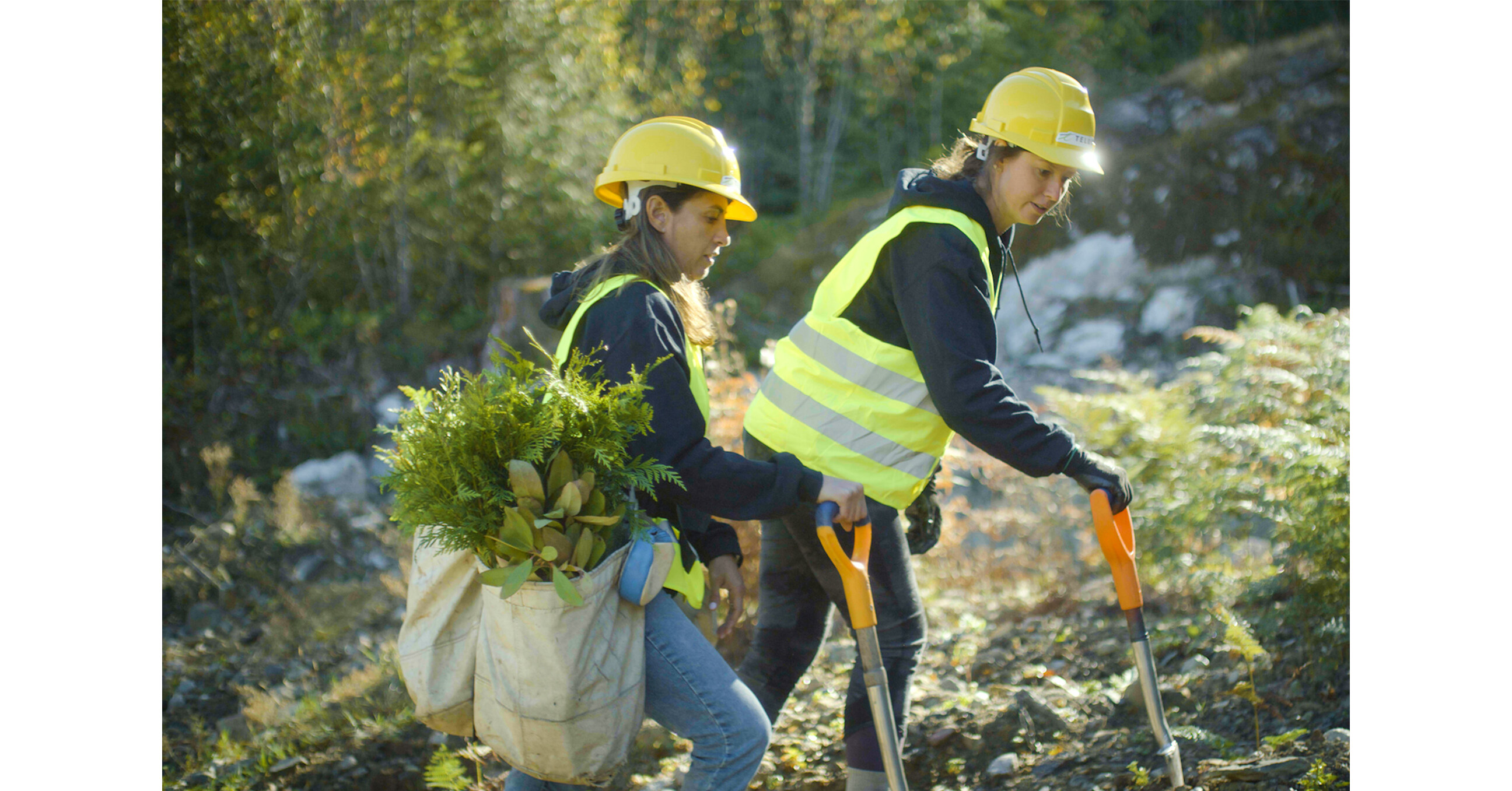 TELUS franchit le jalon historique des 25 millions d'arbres plantés ...