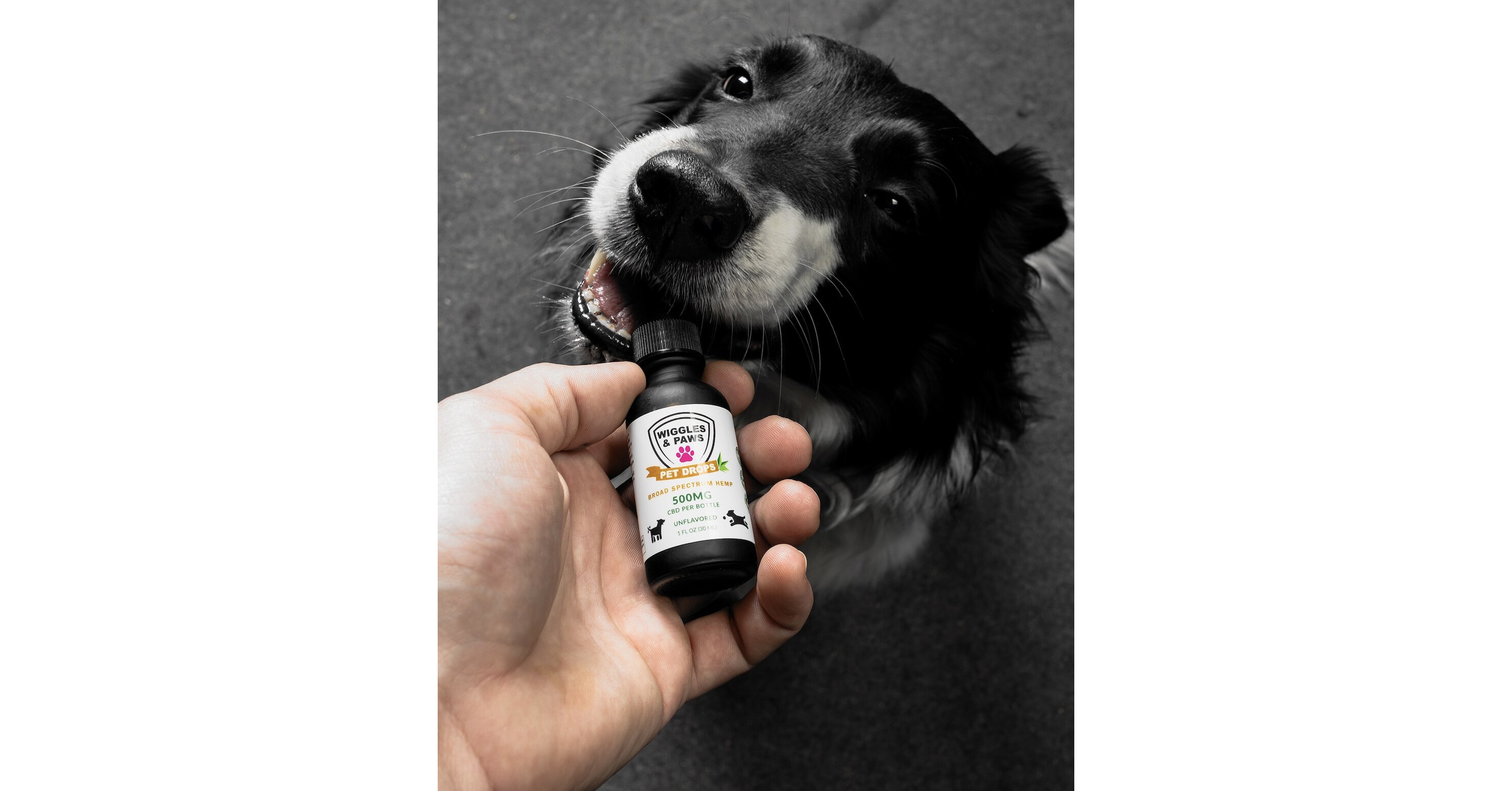 Fusion CBD Products' Wiggles and Paws Could Help Dogs, Cats, and Horses