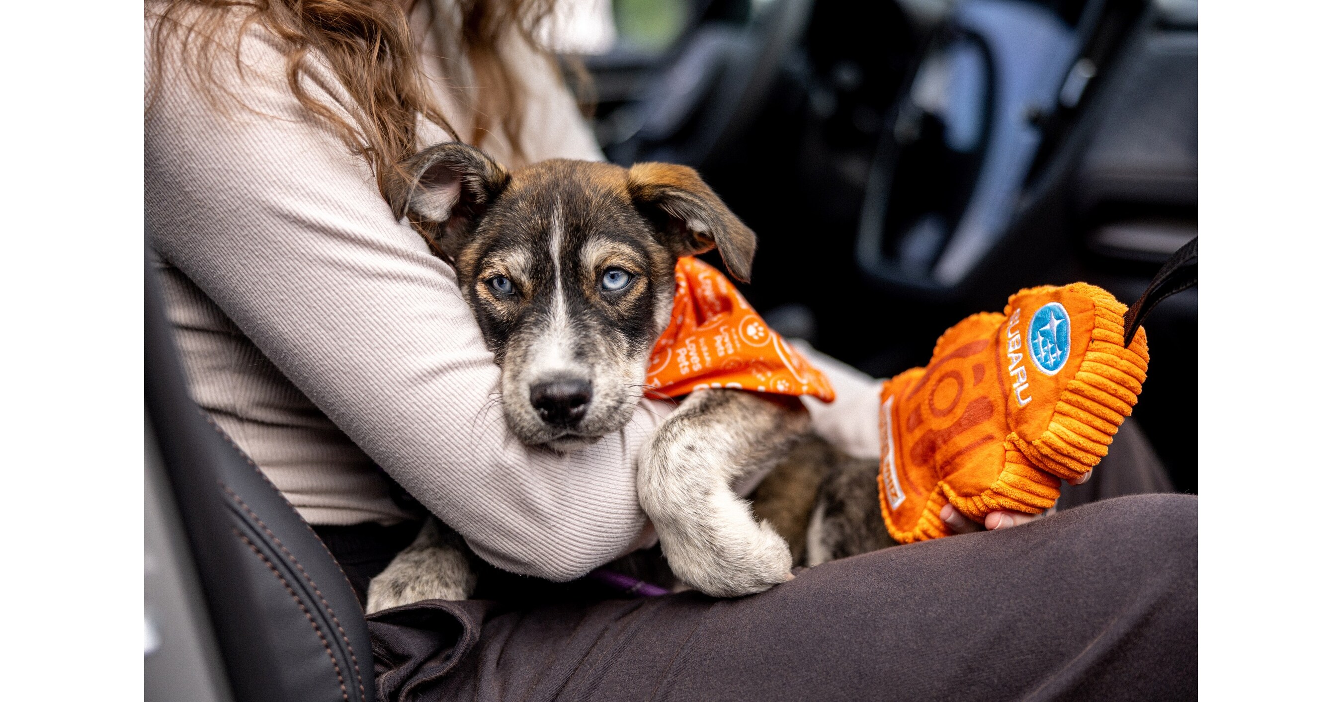 SUBARU COMMITS $3.1 MILLION TO HELP SHELTER ANIMALS THIS OCTOBER ...