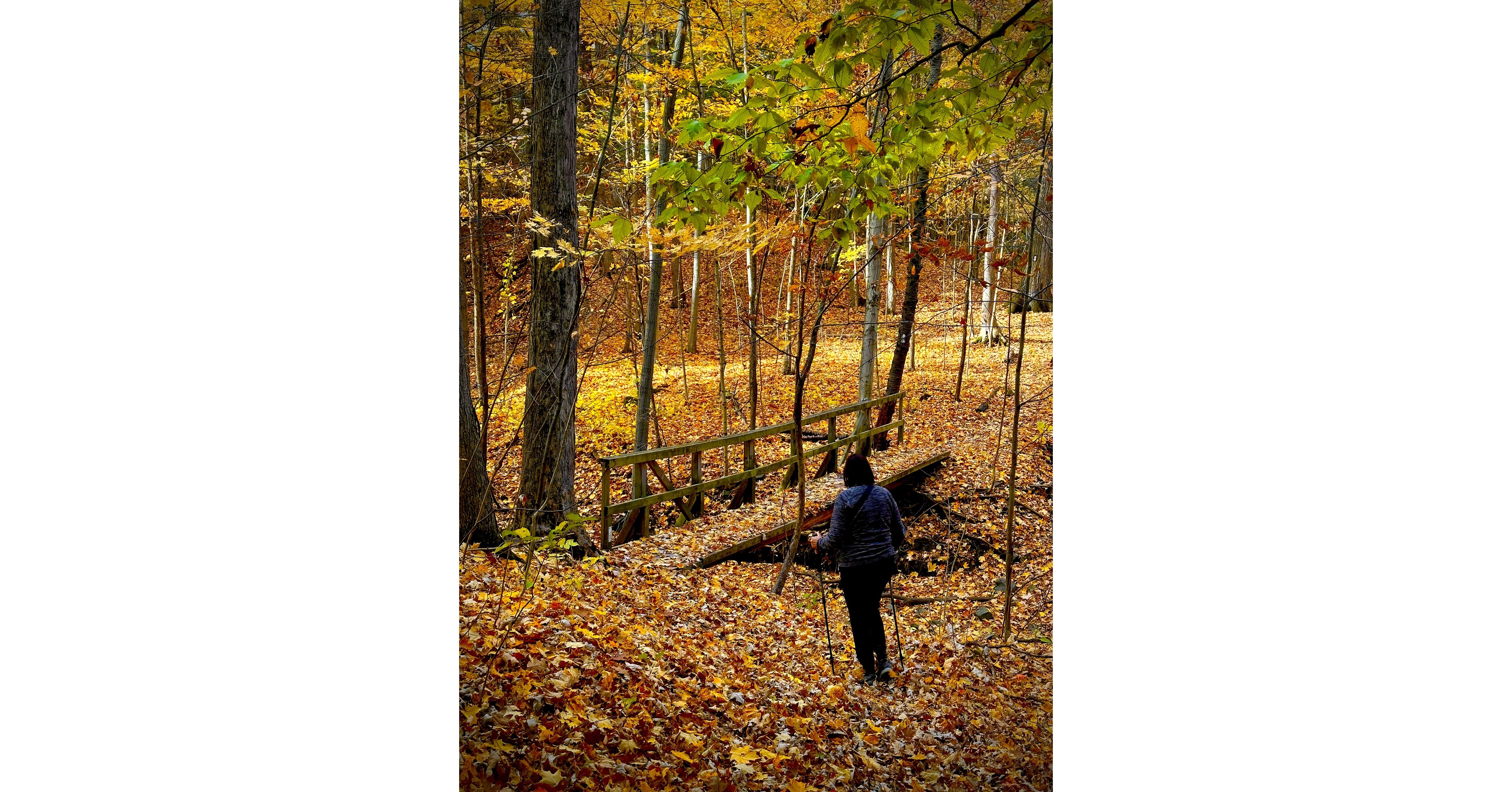 Bruce Trail Conservancy receives landmark $5.5 Million grant from the ...