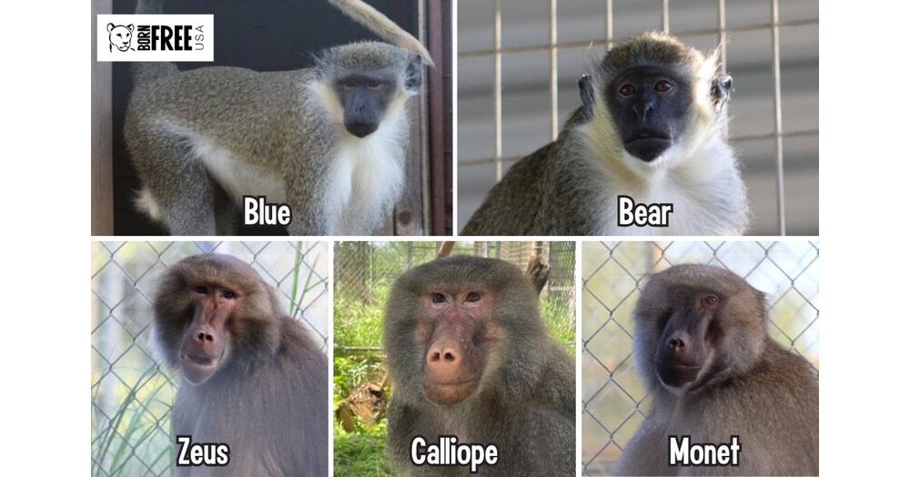 Five Monkeys Rescued from Notorious Oregon Roadside Zoo Get a New Start ...