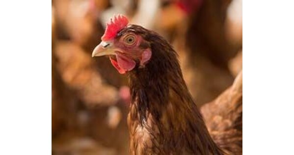 The Open Wing Alliance Pauses Best Western Campaign to Acknowledge ...