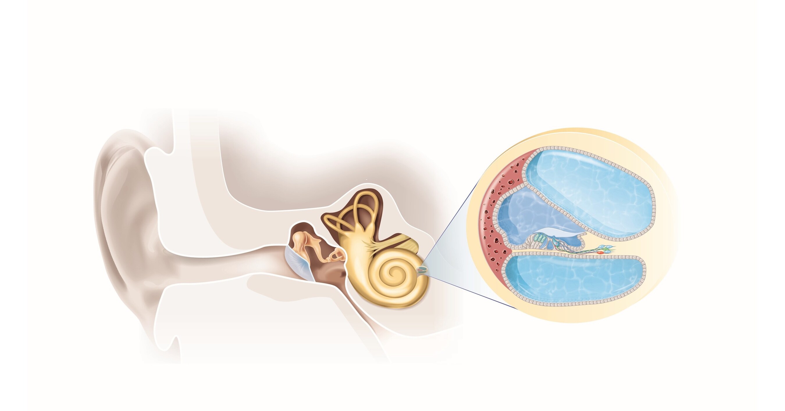 Development of the First Inner Ear Organoids by 3D Bioprinting for ...