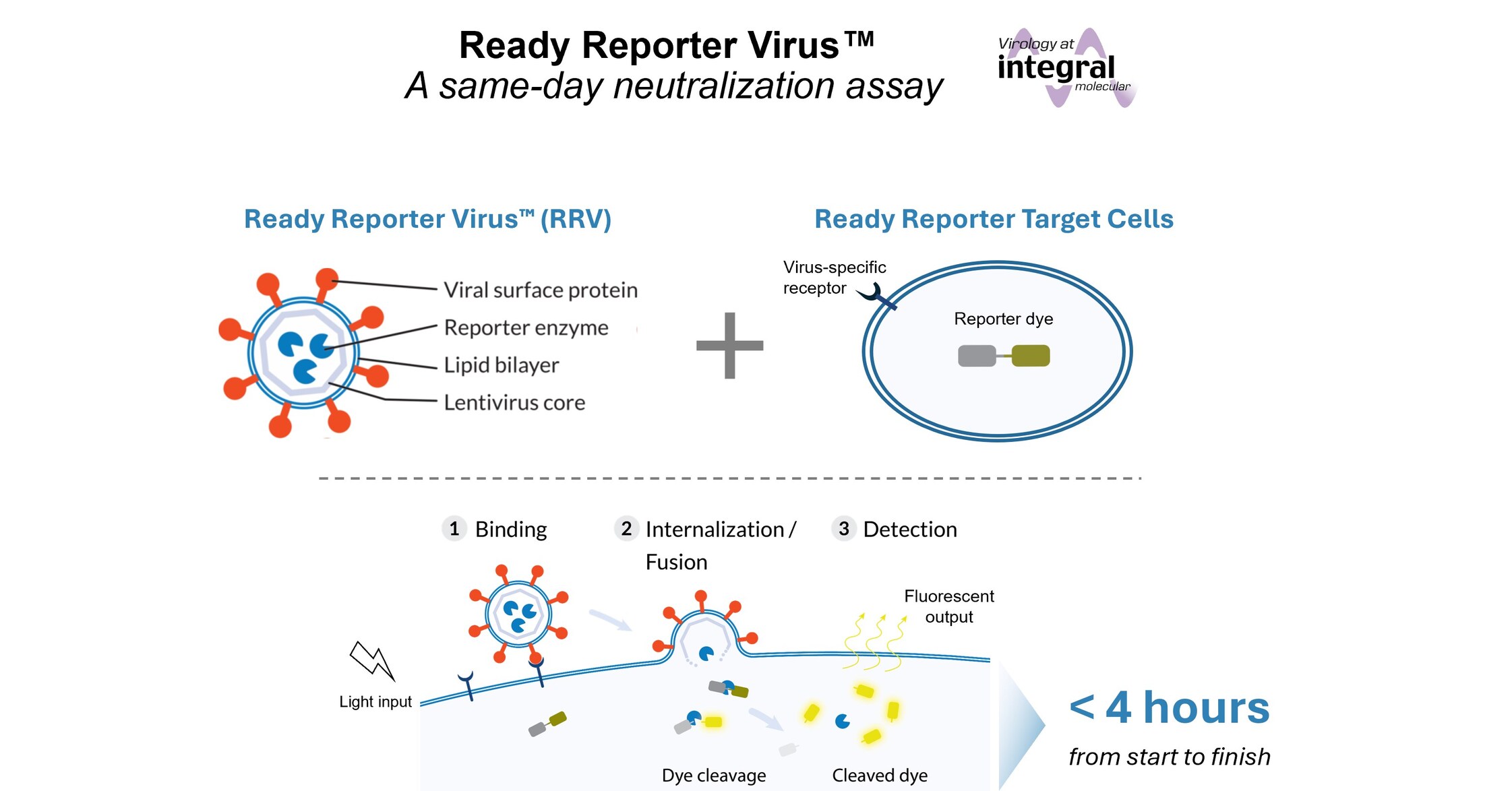 10x Faster Virus Neutralization Testing With Launch of Integral ...