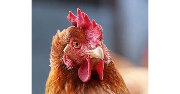 The Open Wing Alliance Releases Fair and Fowl 2025 Report, Ranking ...