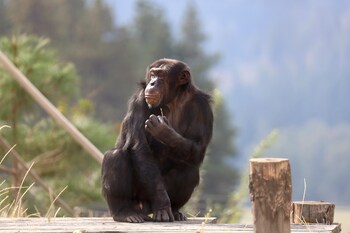 Chimpanzee George Officially Finds Permanent Home at Chimpanzee ...