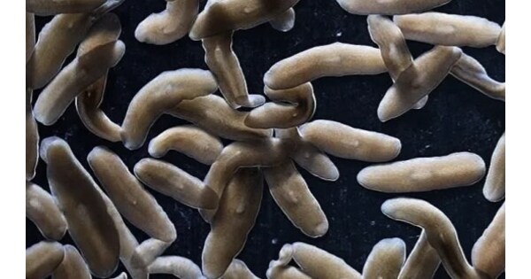 New research shows a tiny, regenerative worm could change our ...