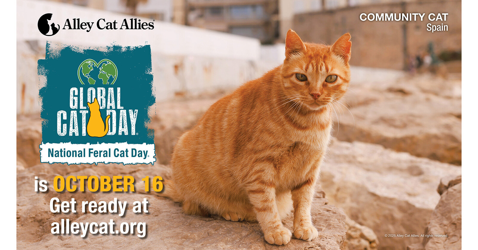 On October 16, Alley Cat Allies Leads Global Cat Day® and National ...