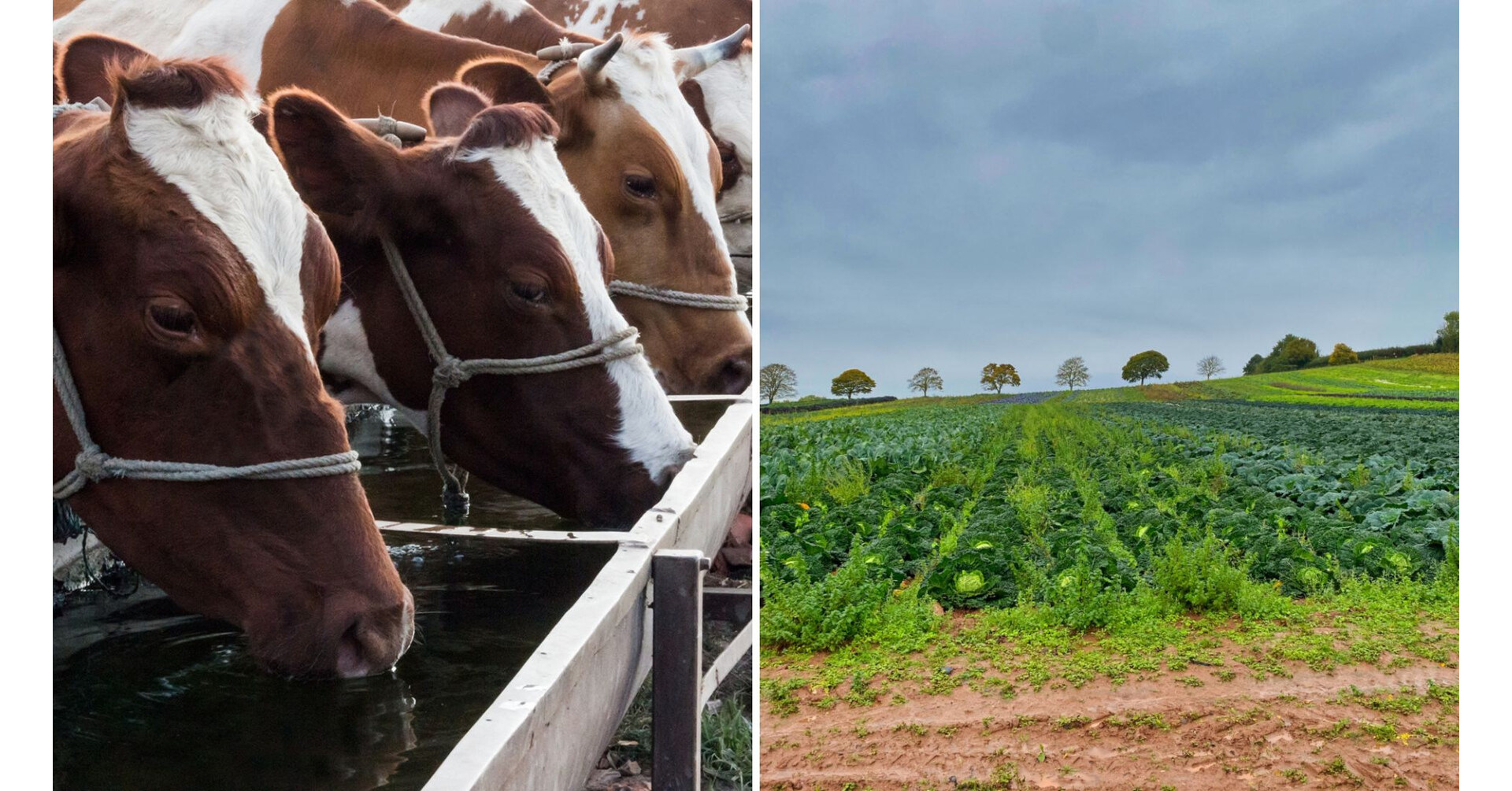 Contaminated water threatens food chain as pollution incidents surge ...