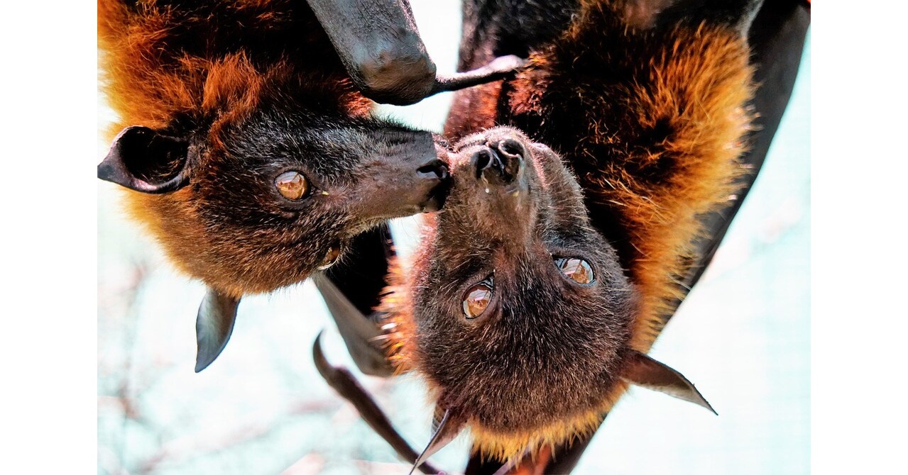 Bats Have Lessons to Teach Us