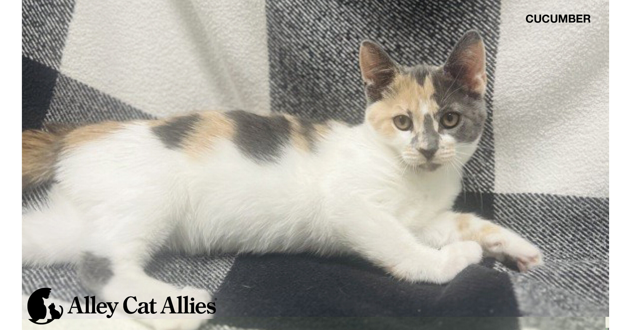 Alley Cat Allies Helps 6000 Cats in Trap-Neuter-Return (TNR ...