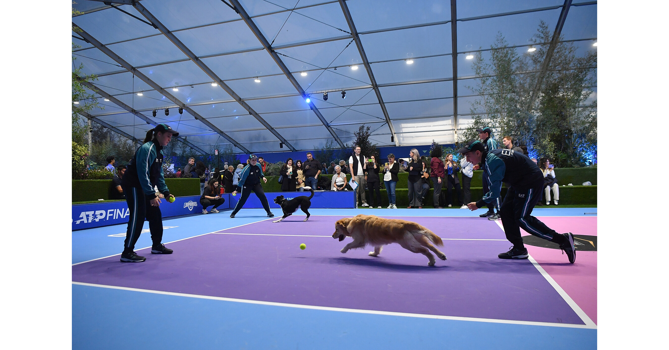 Round of a-paws: Purina PRO PLAN® enlists a team of energetic dogs to ...