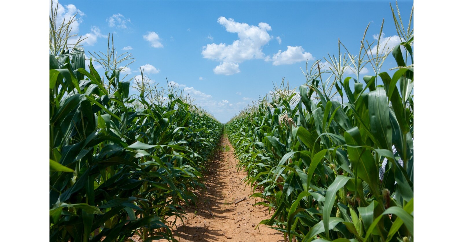 Bayer alerta para a escolha dos híbridos de milho para ganho de ...