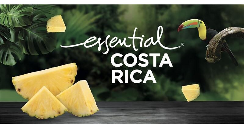 Costa Rica : le premier exportateur mondial d'ananas et un producteur ...