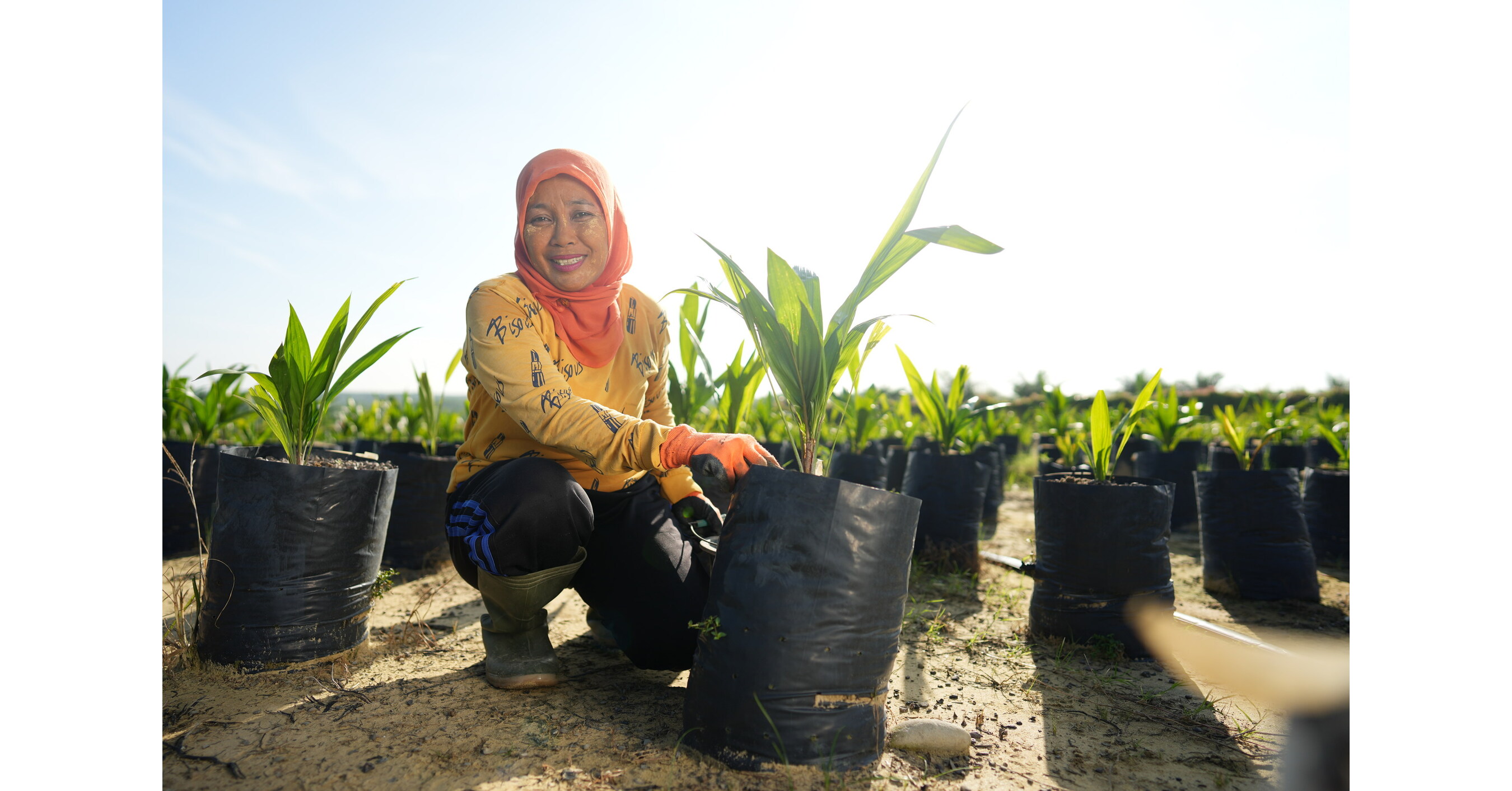 Breakthrough Seed Innovation Strengthens Climate Resilience in Palm Oil ...