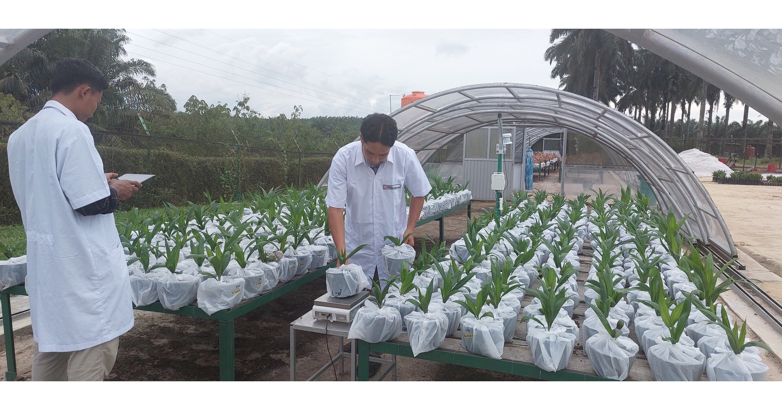 Breakthrough Seed Innovation Strengthens Climate Resilience in Palm Oil ...