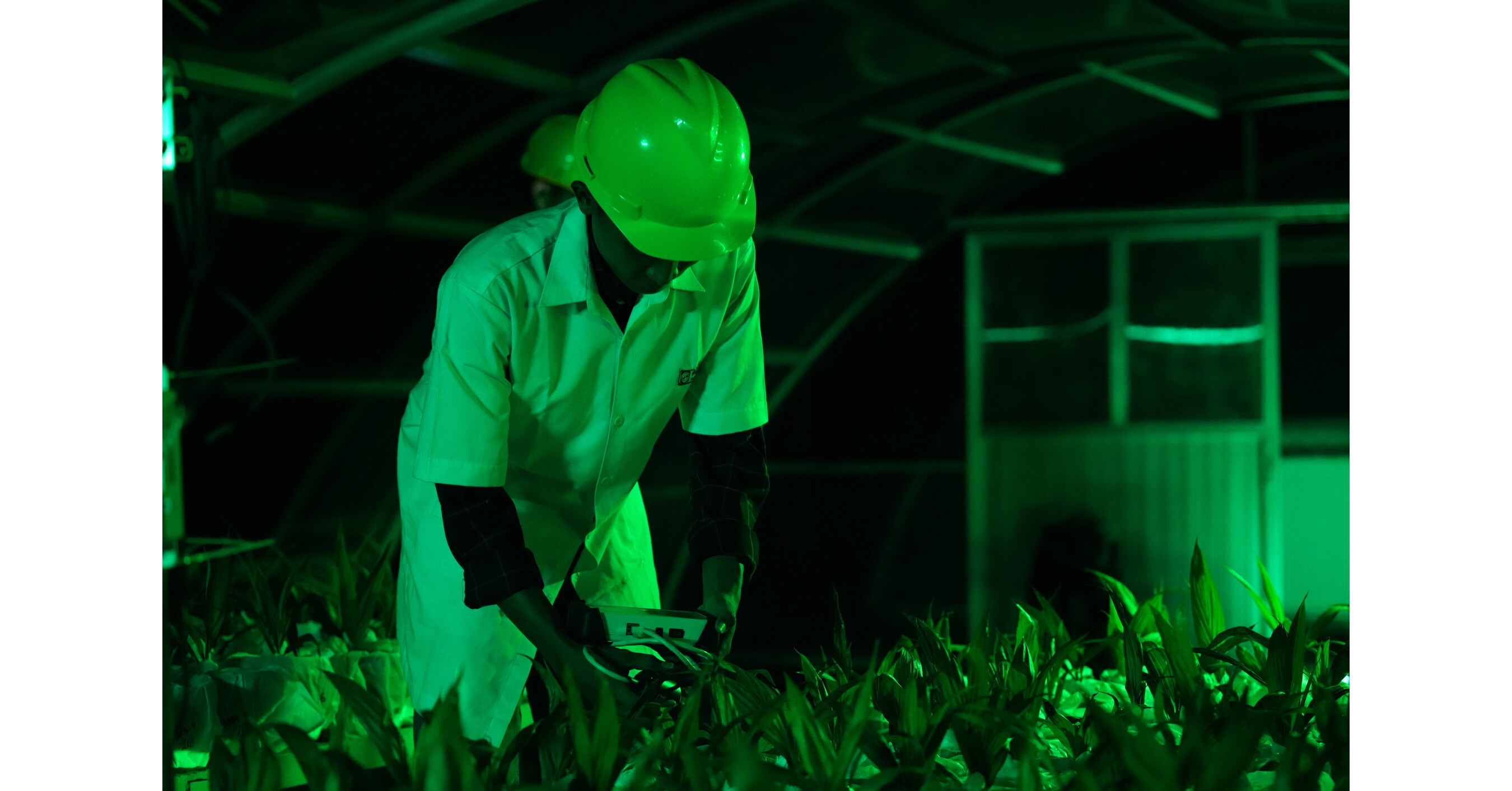 Breakthrough Seed Innovation Strengthens Climate Resilience in Palm Oil ...