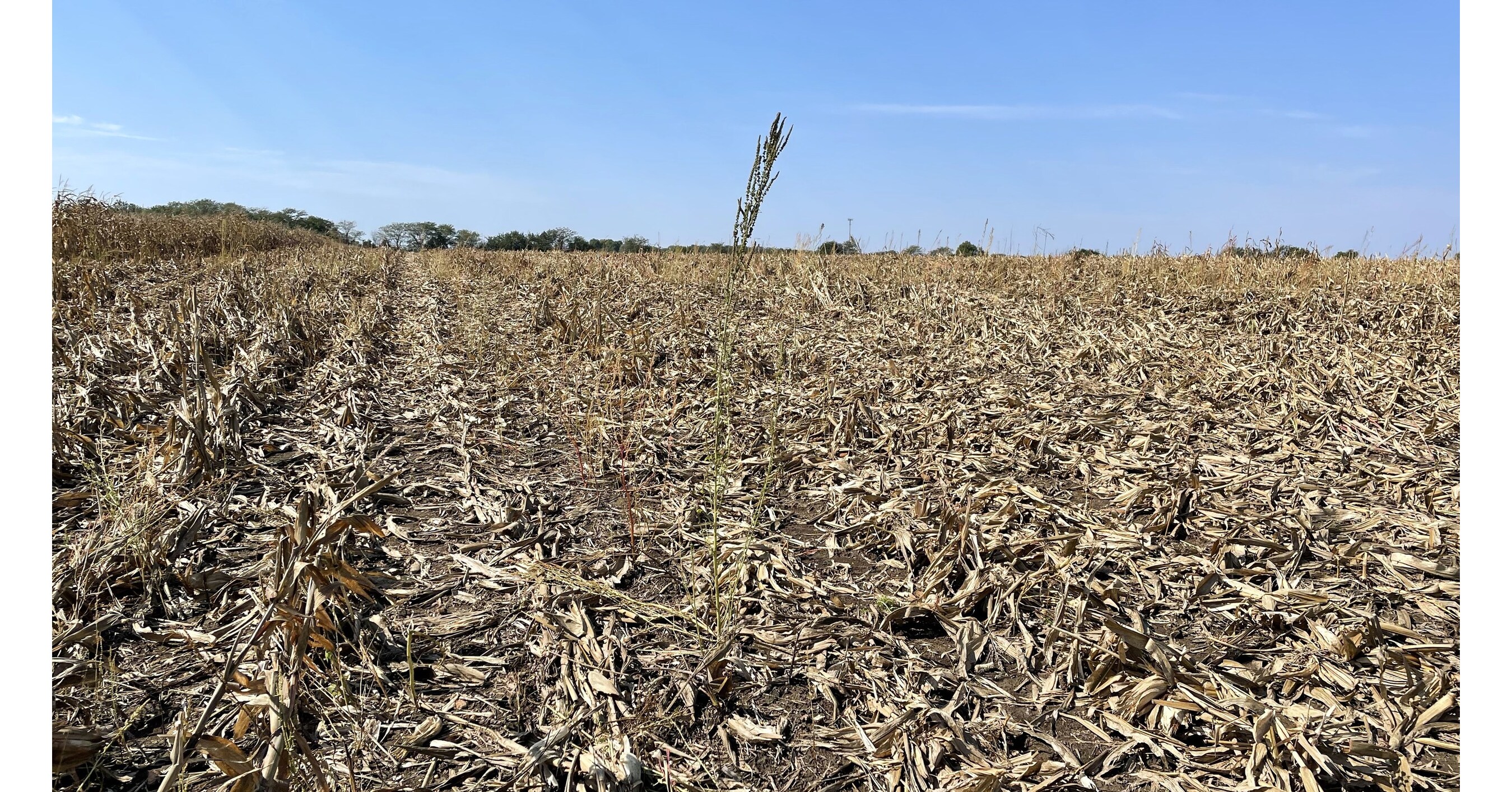 Don't Delay Weed Control Decisions until Spring
