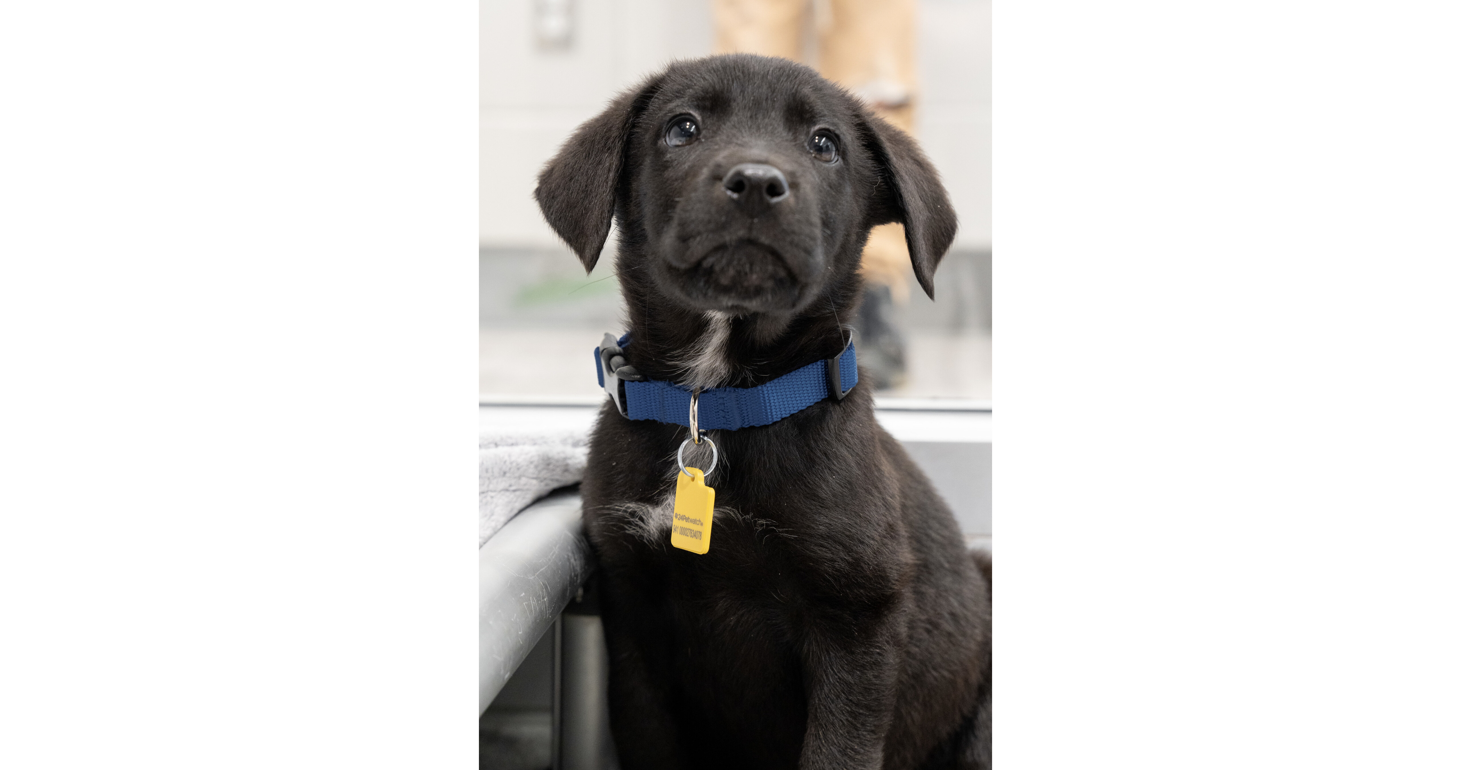 24Petwatch Microchip Registry to Transition to PetPlace.com in 2026