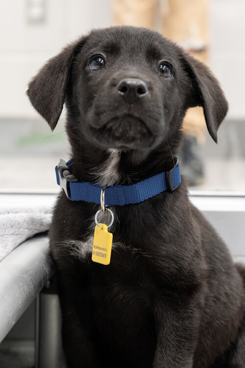 24Petwatch Microchip Registry to Transition to PetPlace.com in 2026