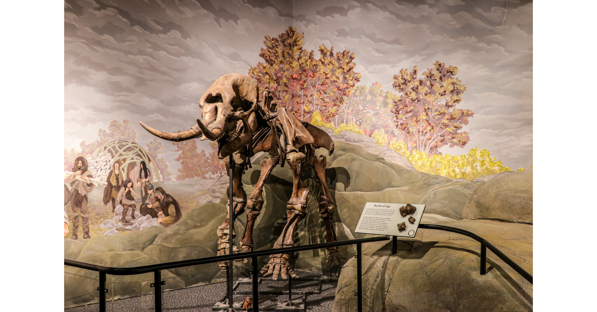 Meet the Mastodon: A Rare Discovery 12,000 Years in the Making Comes to ...