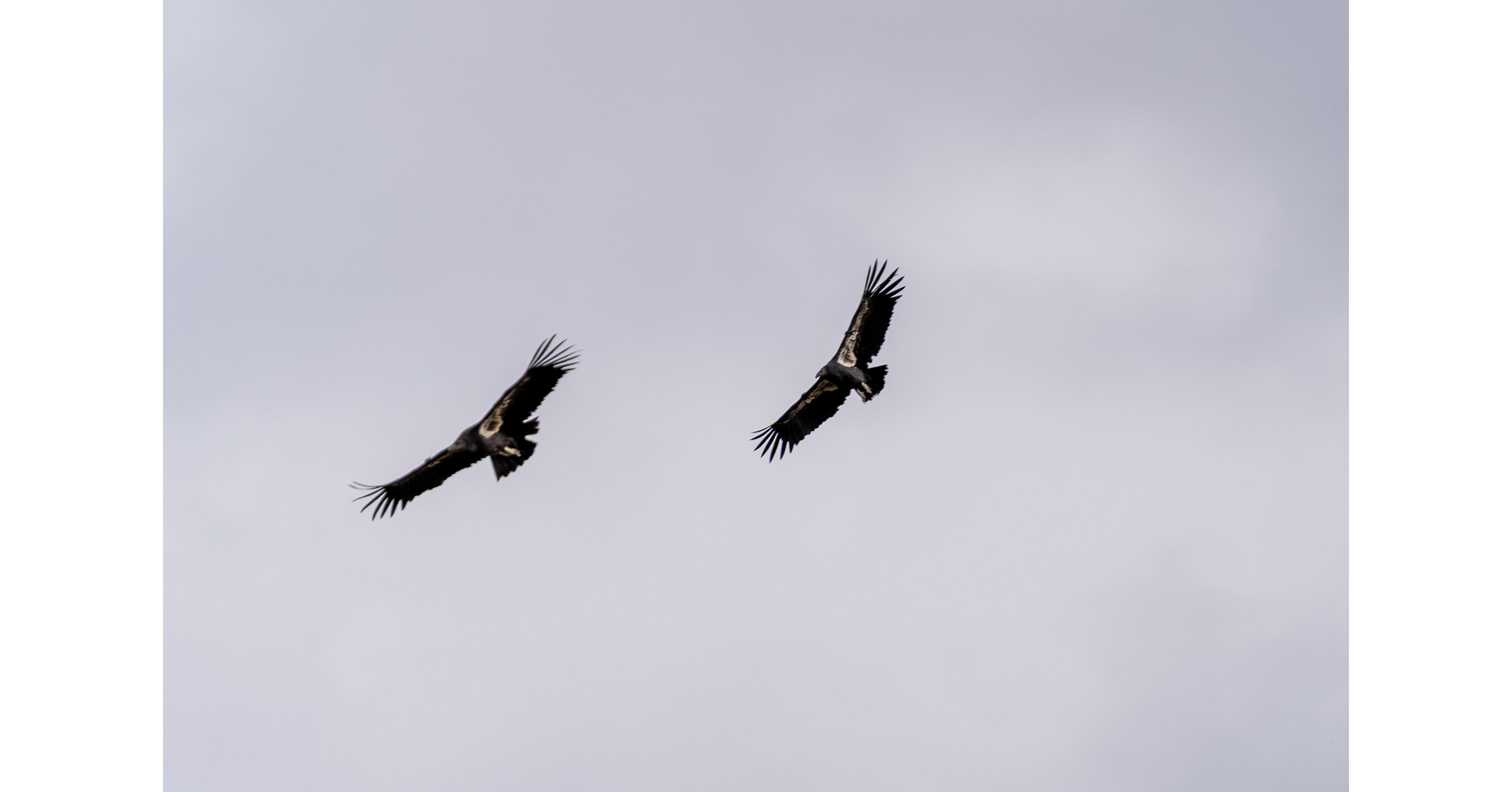 Colossal Foundation Commits $500,000 to Restore Sacred Condor to ...