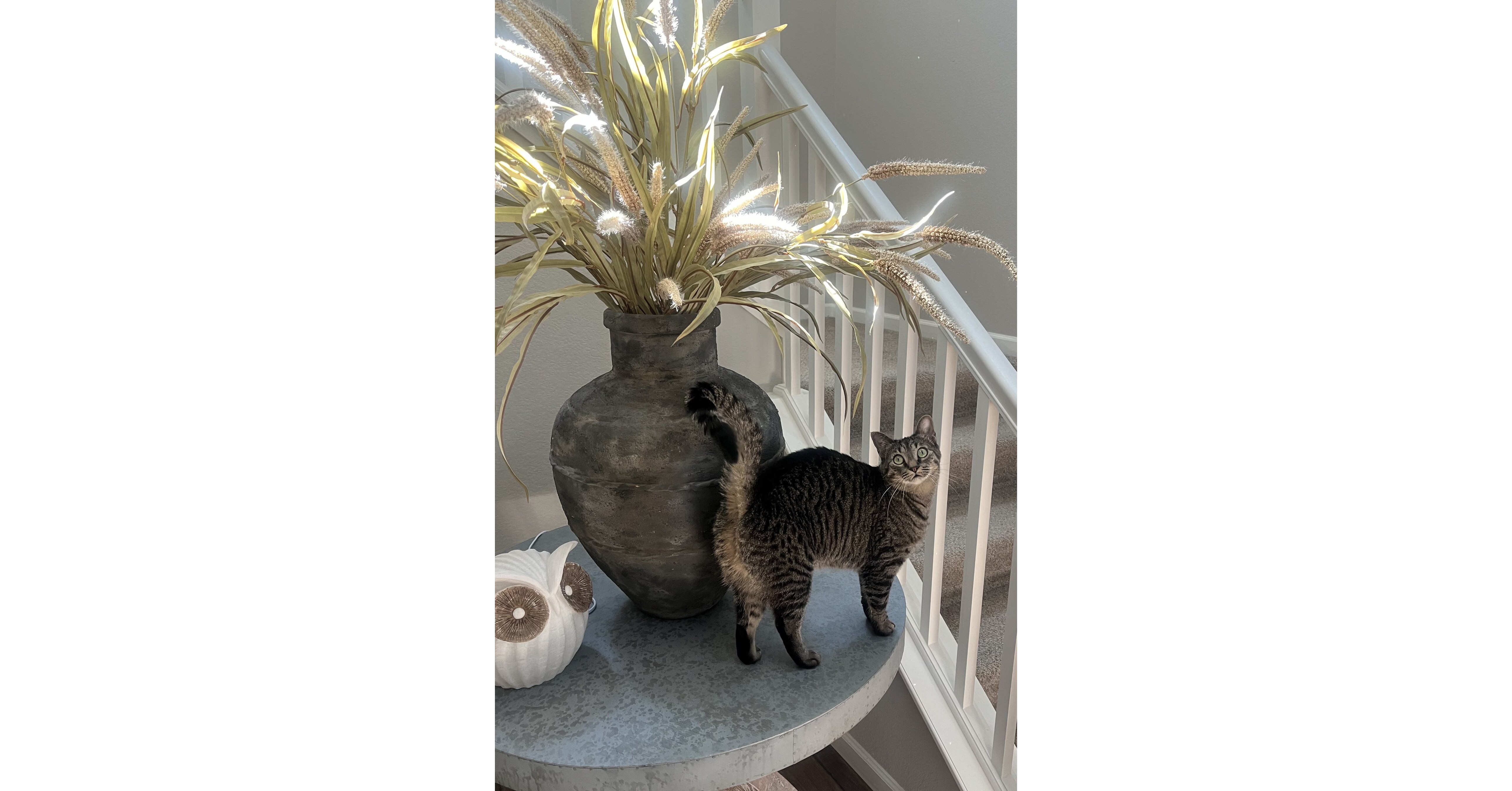 Veterinarian's Doja Cat Trapped in Toxic Office