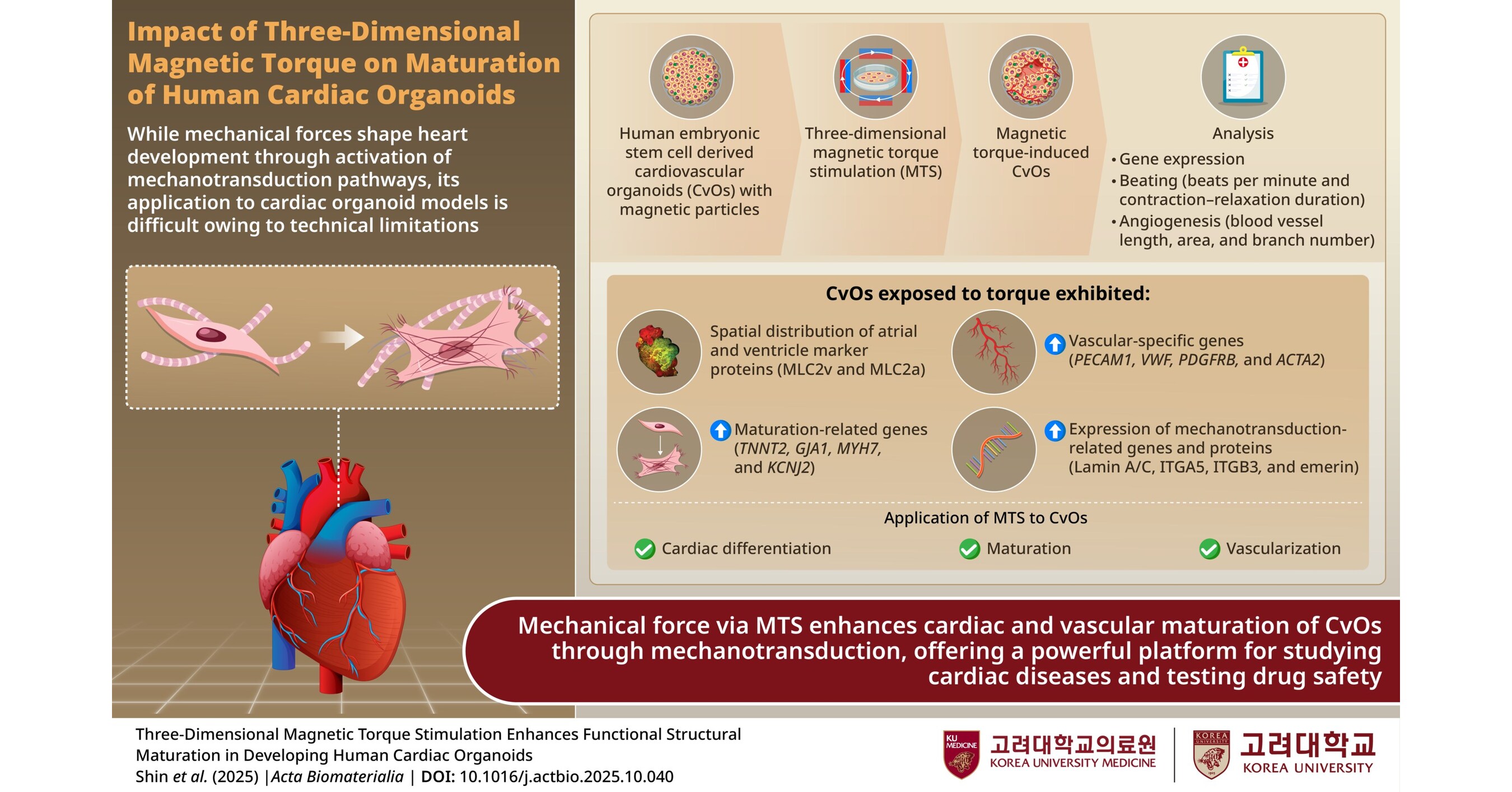 Korea University Study Mimics Heart Mechanics in Organoids Using Three ...
