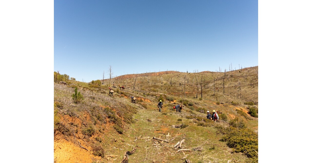 Manulife Launching Impact Forests, a Global Forest Restoration ...