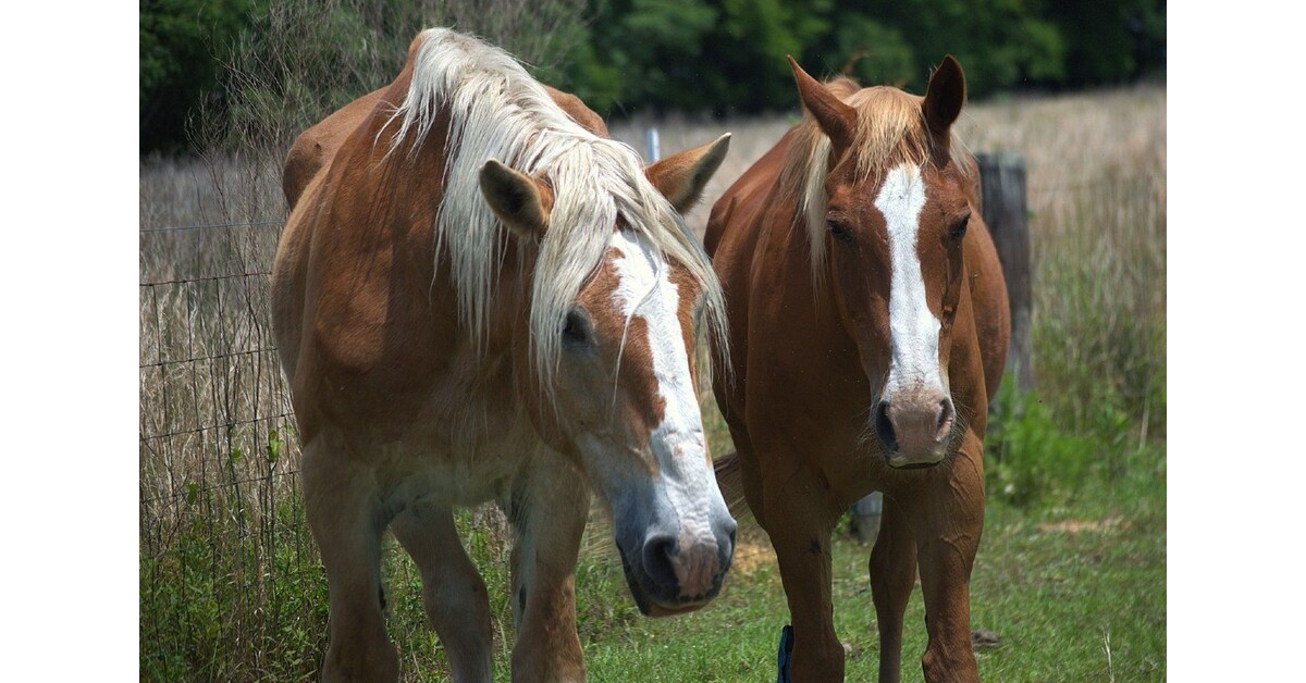Ingrained Recovery Expands Its Equine Therapy Programs for Veterans ...