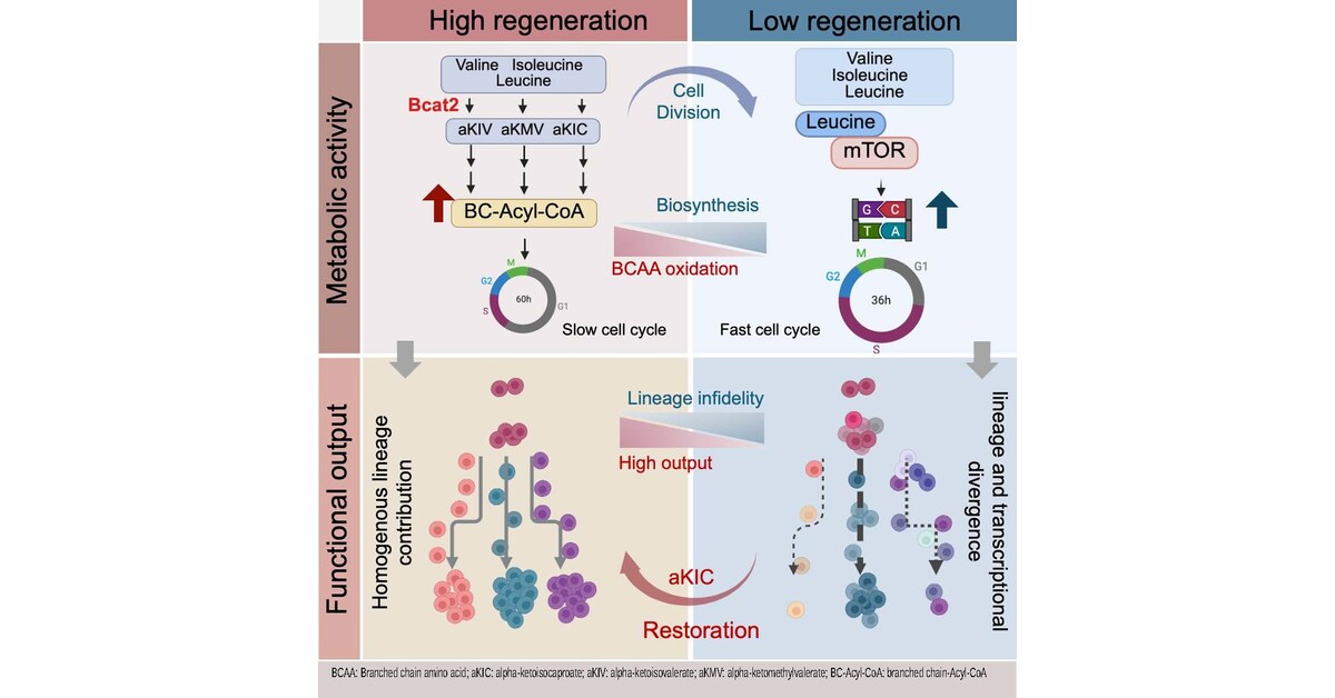 Study Reveals Method to Restore 'Exhausted' Blood Stem Cells