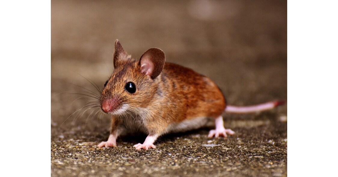 EcoShield Pest Solutions Releases List of the Top Pests in the U.S. for ...