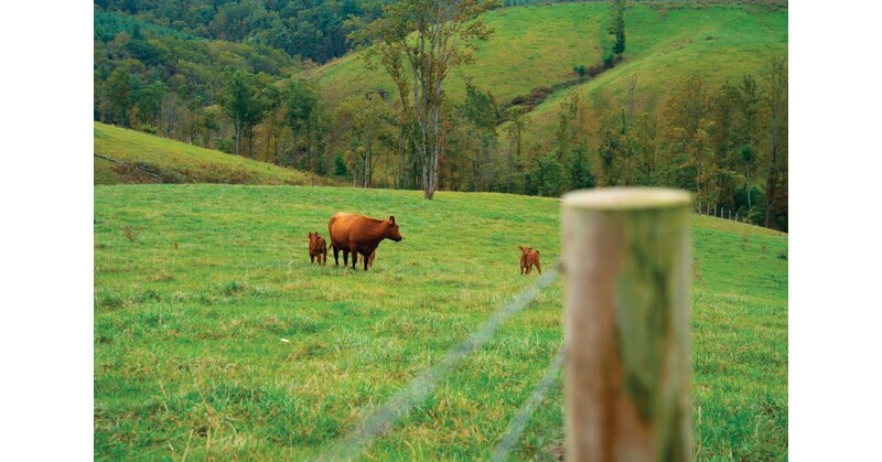 Joyce Farms Launches Signature Angus Heritage Beef Program