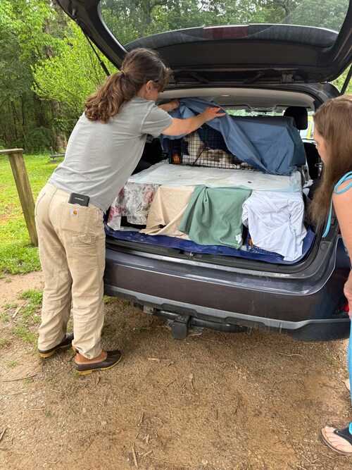 Alley Cat Rescue Partners With Mountain View Humane to Offer Subsidized ...