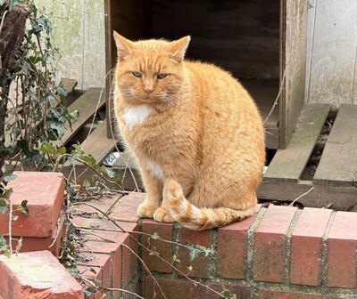 Alley Cat Rescue's Feral Fix Challenge Achieves Big Gaines for ...