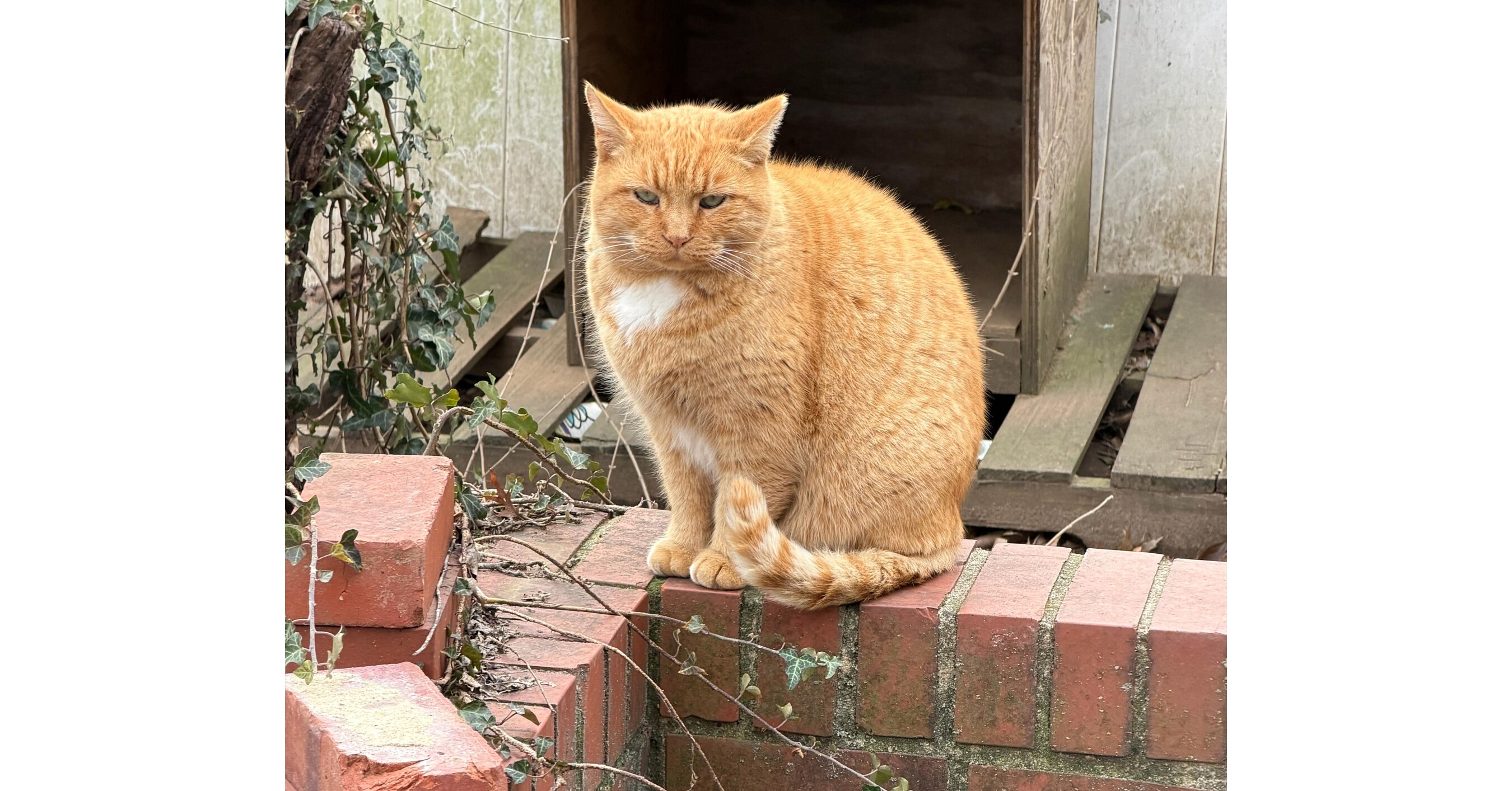 Alley Cat Rescue's Feral Fix Challenge Achieves Big Gaines for ...