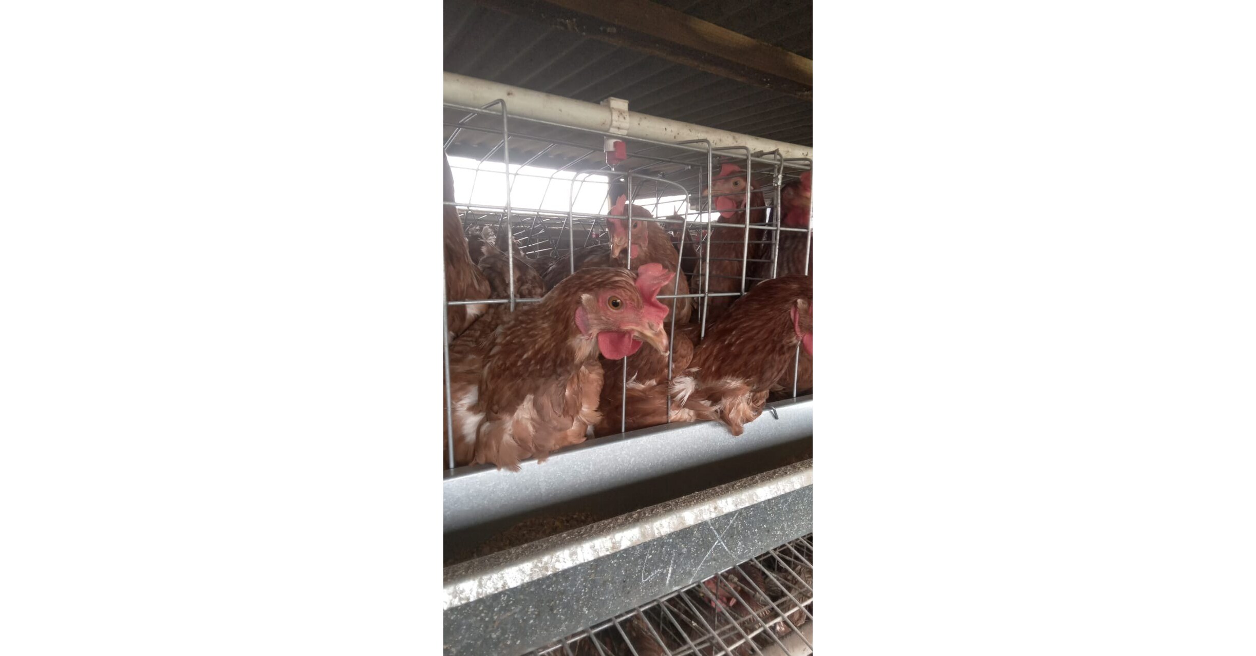 The Open Wing Alliance Calls on Unilever to Reinstate Its Global Cage ...