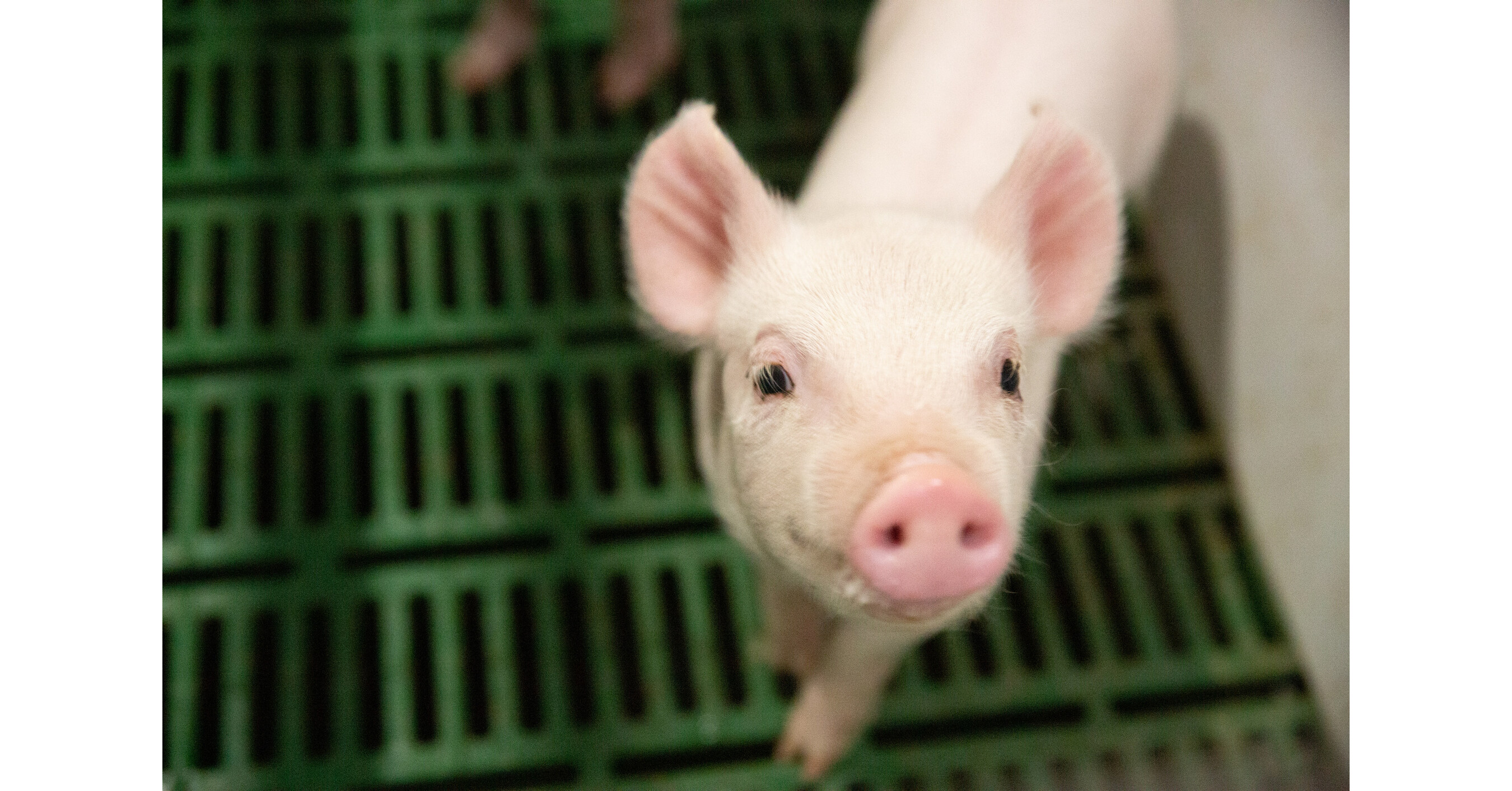 Canadian regulators determine PIC's PRRS-resistant pigs are safe for ...