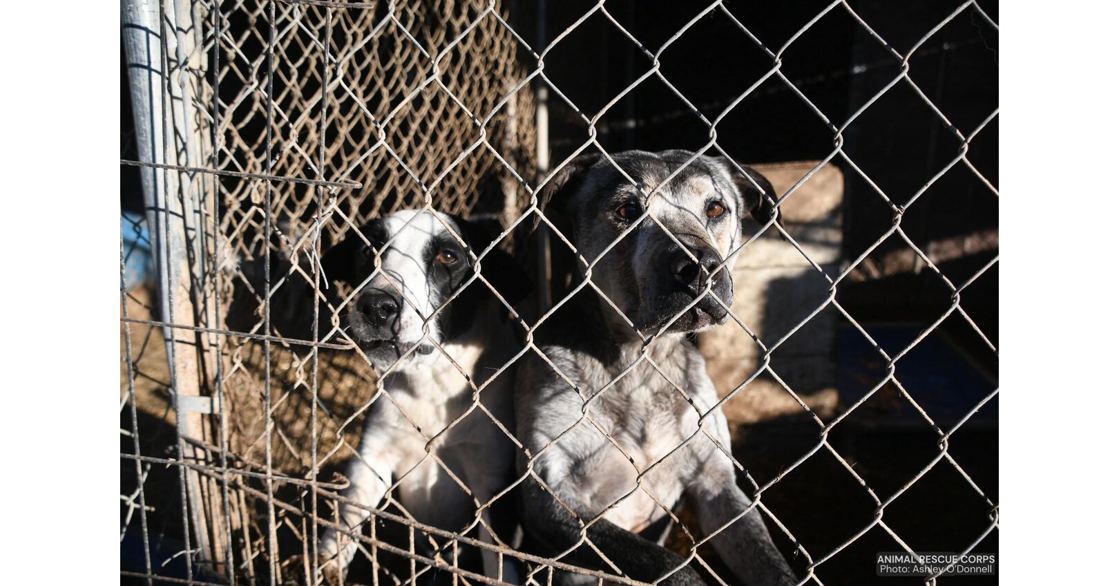 Animal Rescue Corps saves 51 dogs in large-scale operation