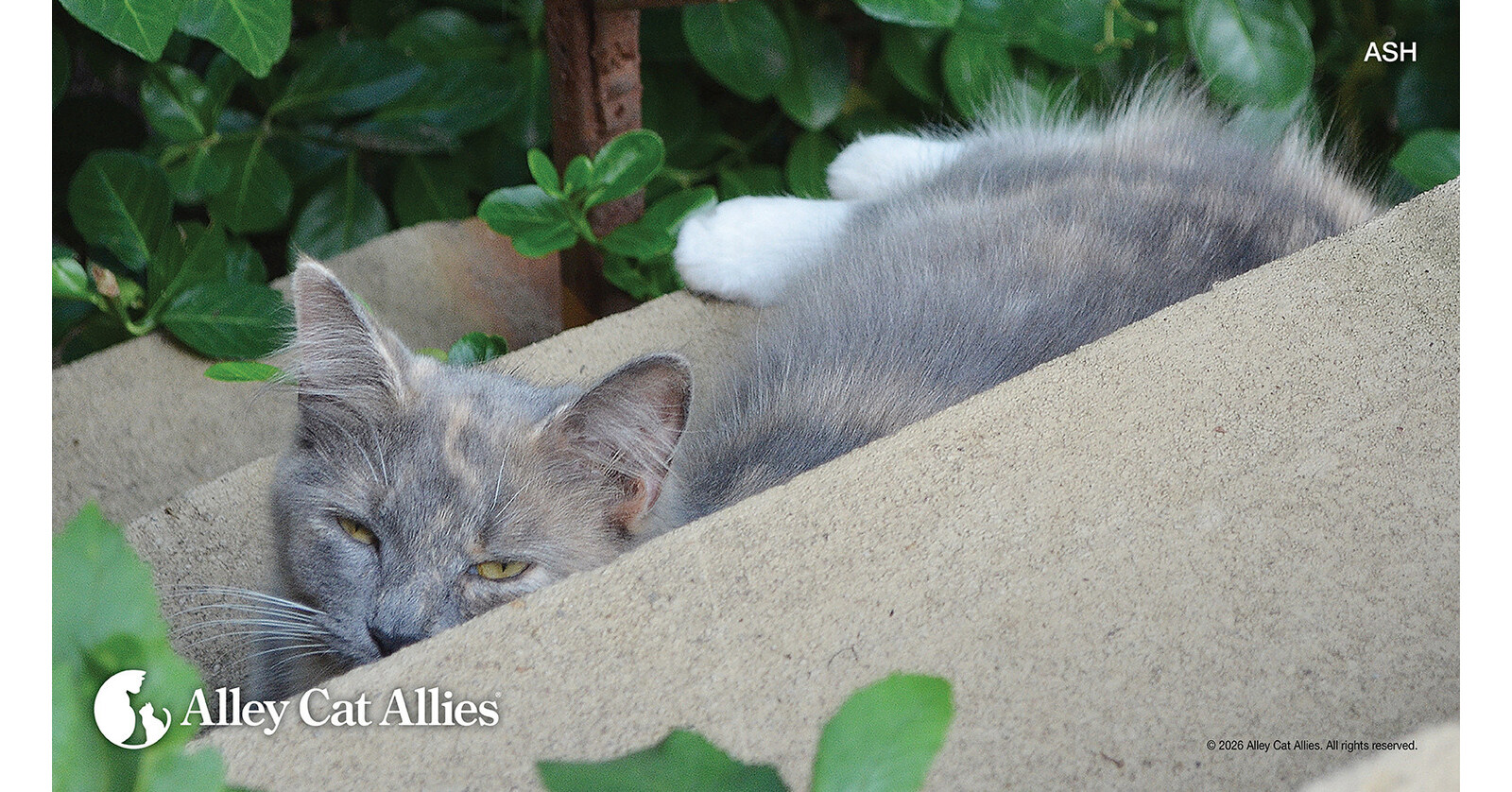 First Comprehensive Statewide Trap-Neuter-Return Law to Protect Cats ...